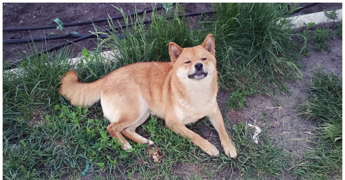 Fox red shiba inu. | Пикабу