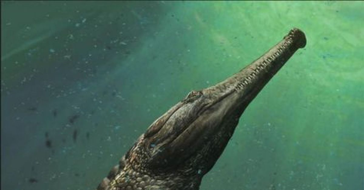 Machimosaurus | Пикабу