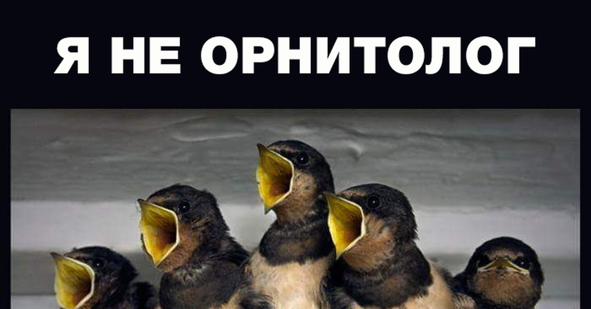Прикладная орнитология | Пикабу
