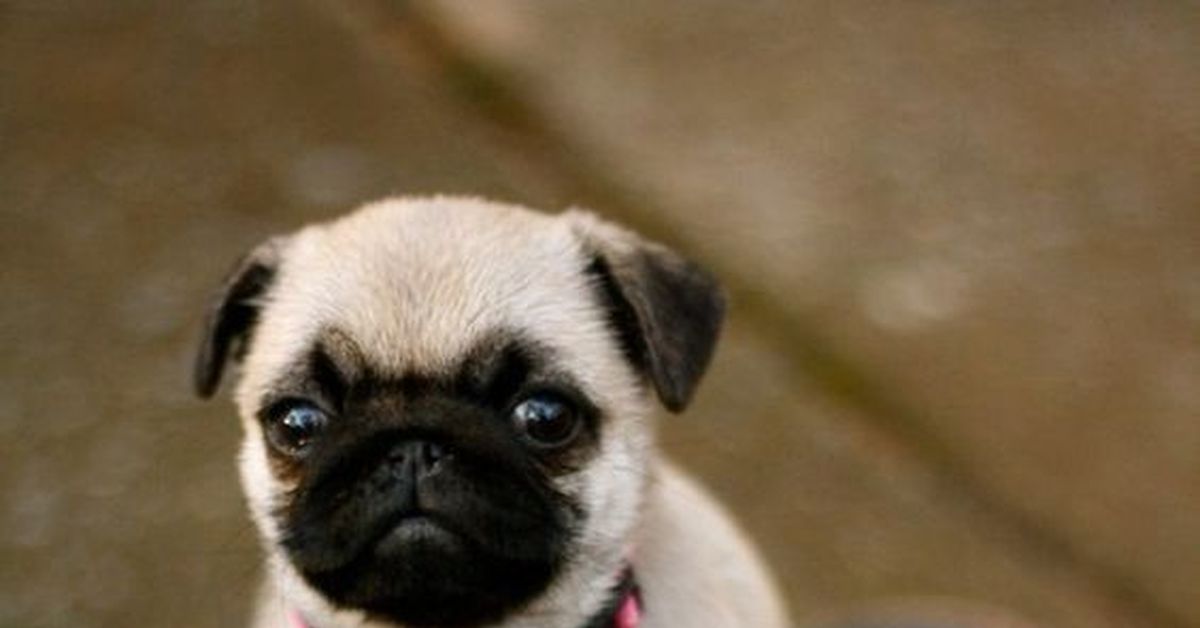 Tony Hawk's Pug Skater | Пикабу