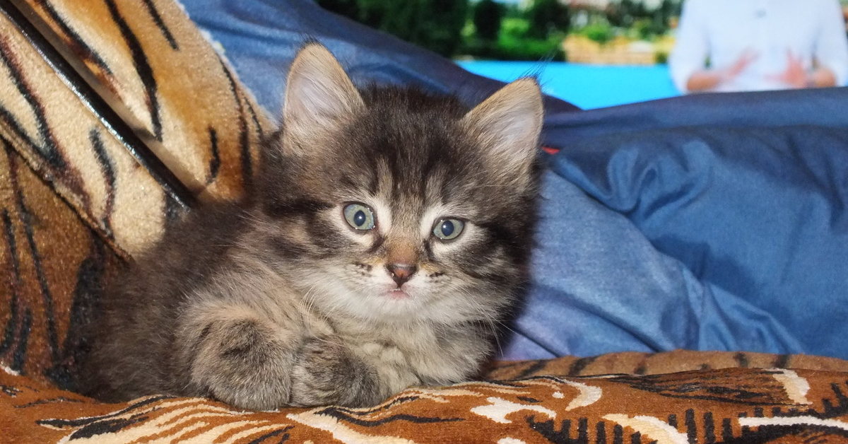 Котопёс котёнок пьет собачье молоко. | Пикабу