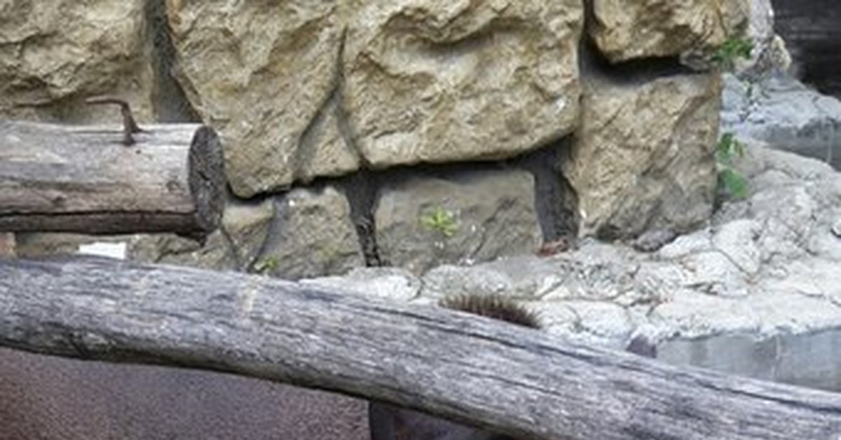 Улыбчивый тапир | Пикабу