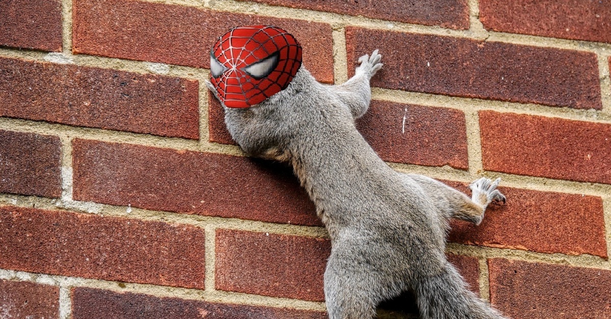 Spider-squirrel | Пикабу