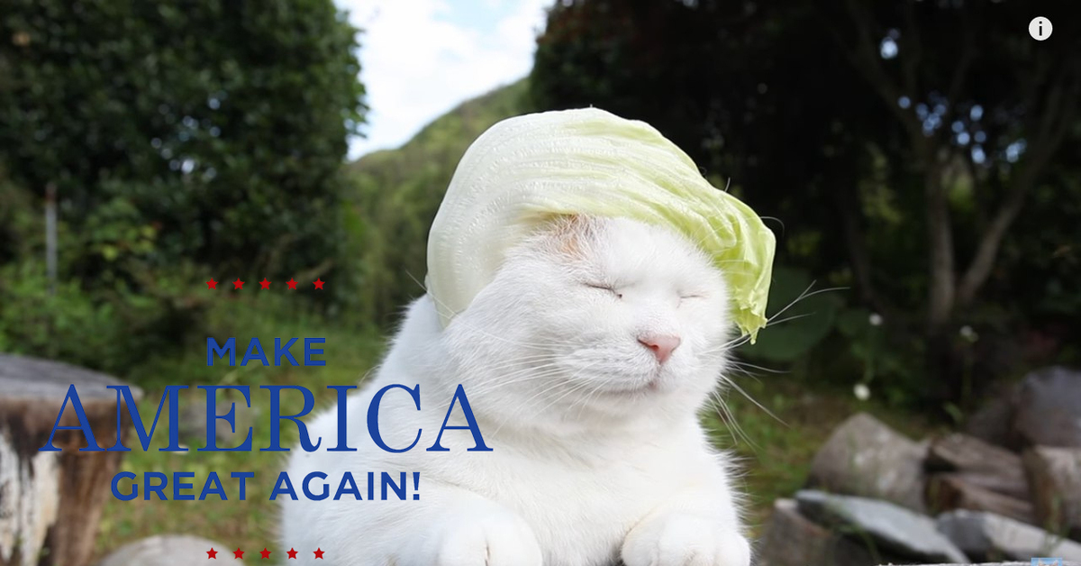 Make america great again | Пикабу