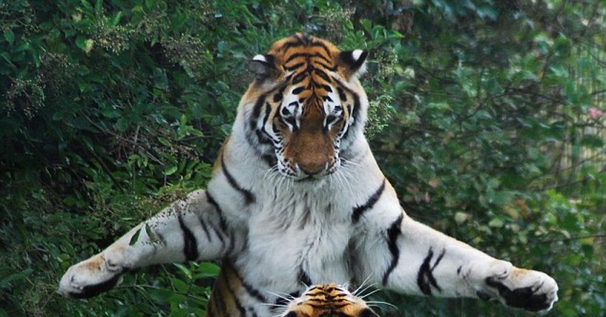 Иди обниму! | Пикабу