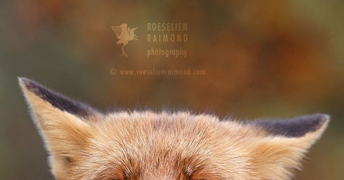 Happy Fox ^_^ | Пикабу