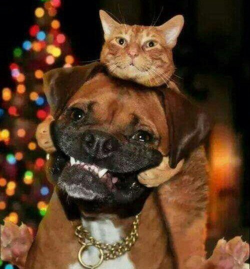 Когда любимая тёща говорит, что придёт к вам на новогодние каникулы ...