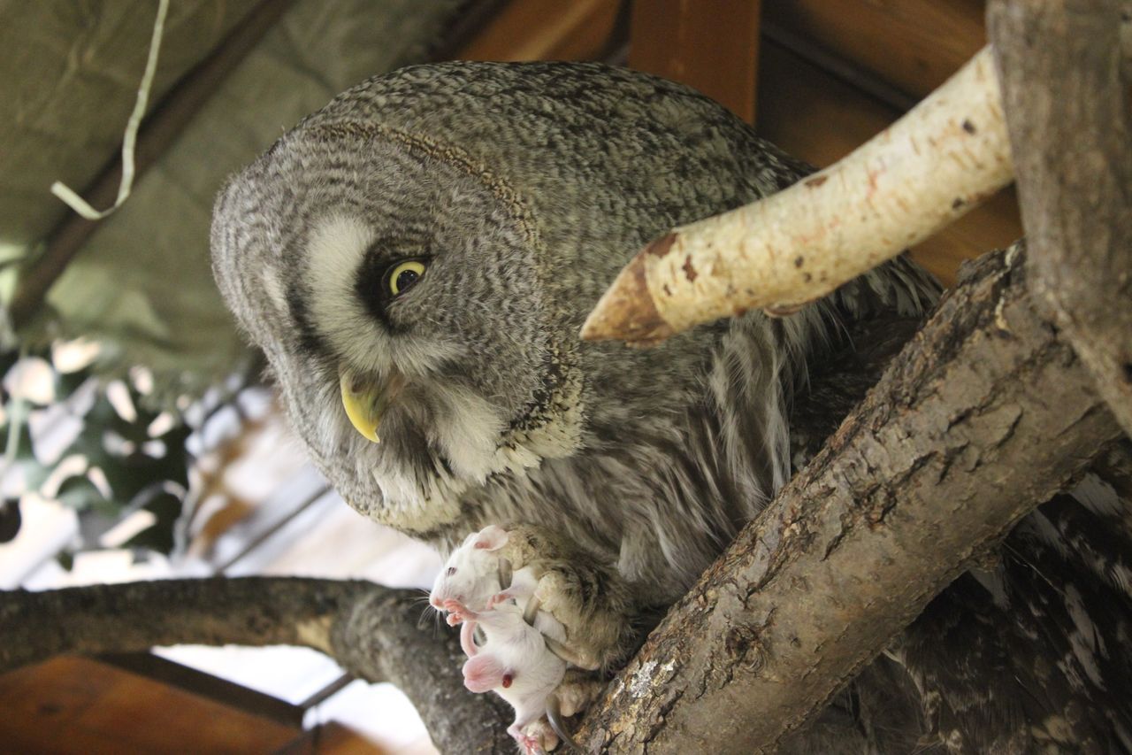 Кормление хищников в зоопарке Уфы | Пикабу