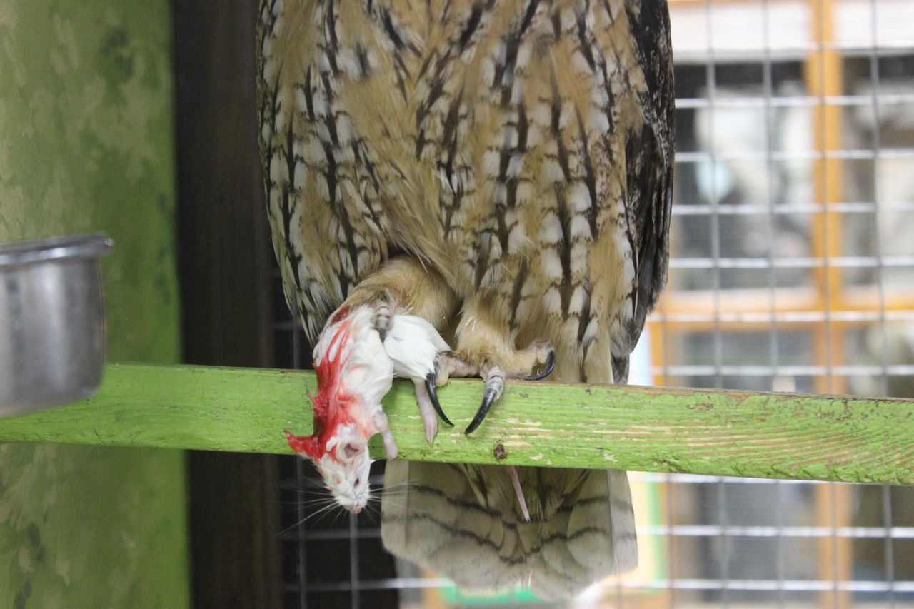 Кормление хищников в зоопарке Уфы | Пикабу