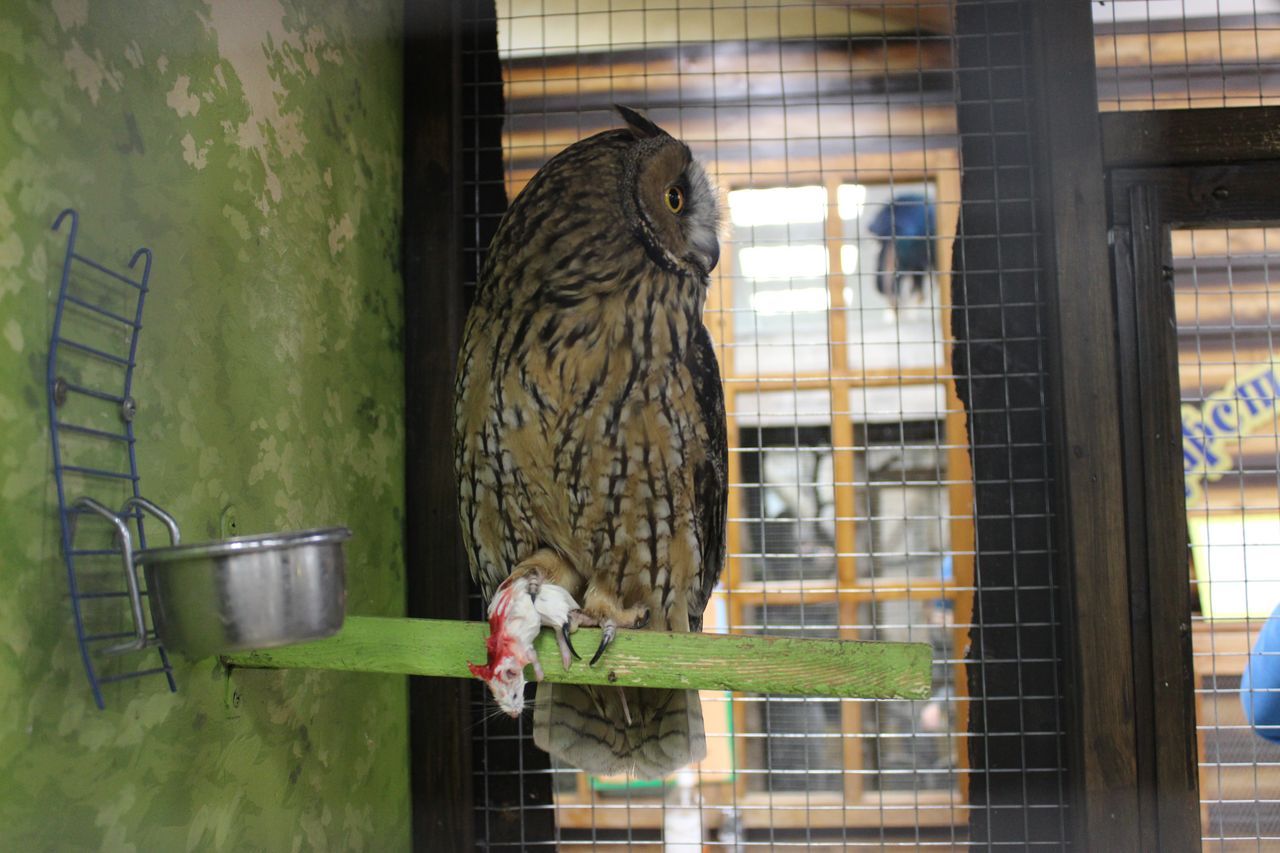 Кормление хищников в зоопарке Уфы | Пикабу