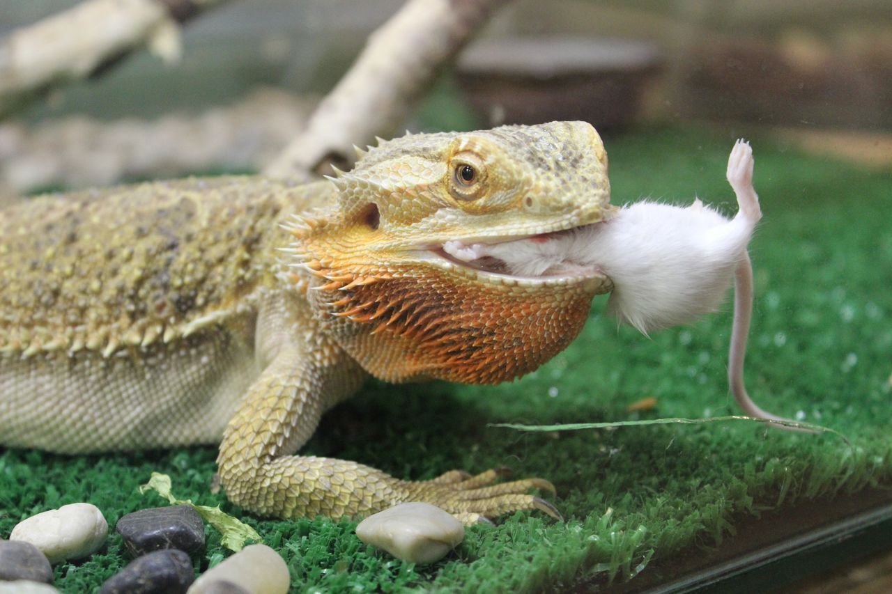 Кормление хищников в зоопарке Уфы | Пикабу