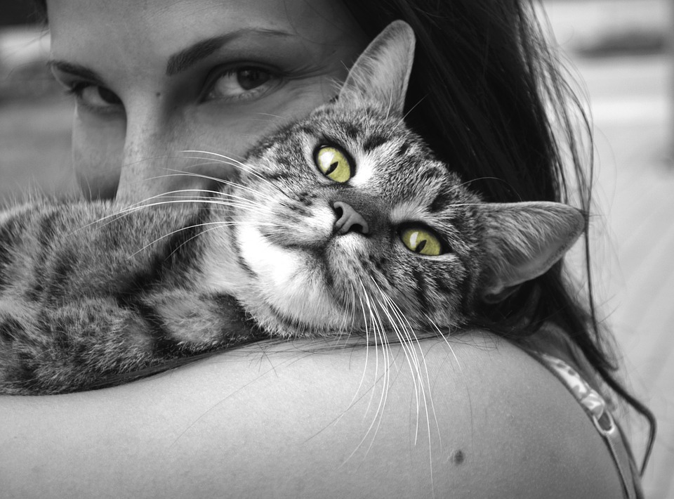 Кошачье счастье | Пикабу