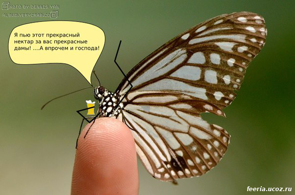 Нектар! | Пикабу
