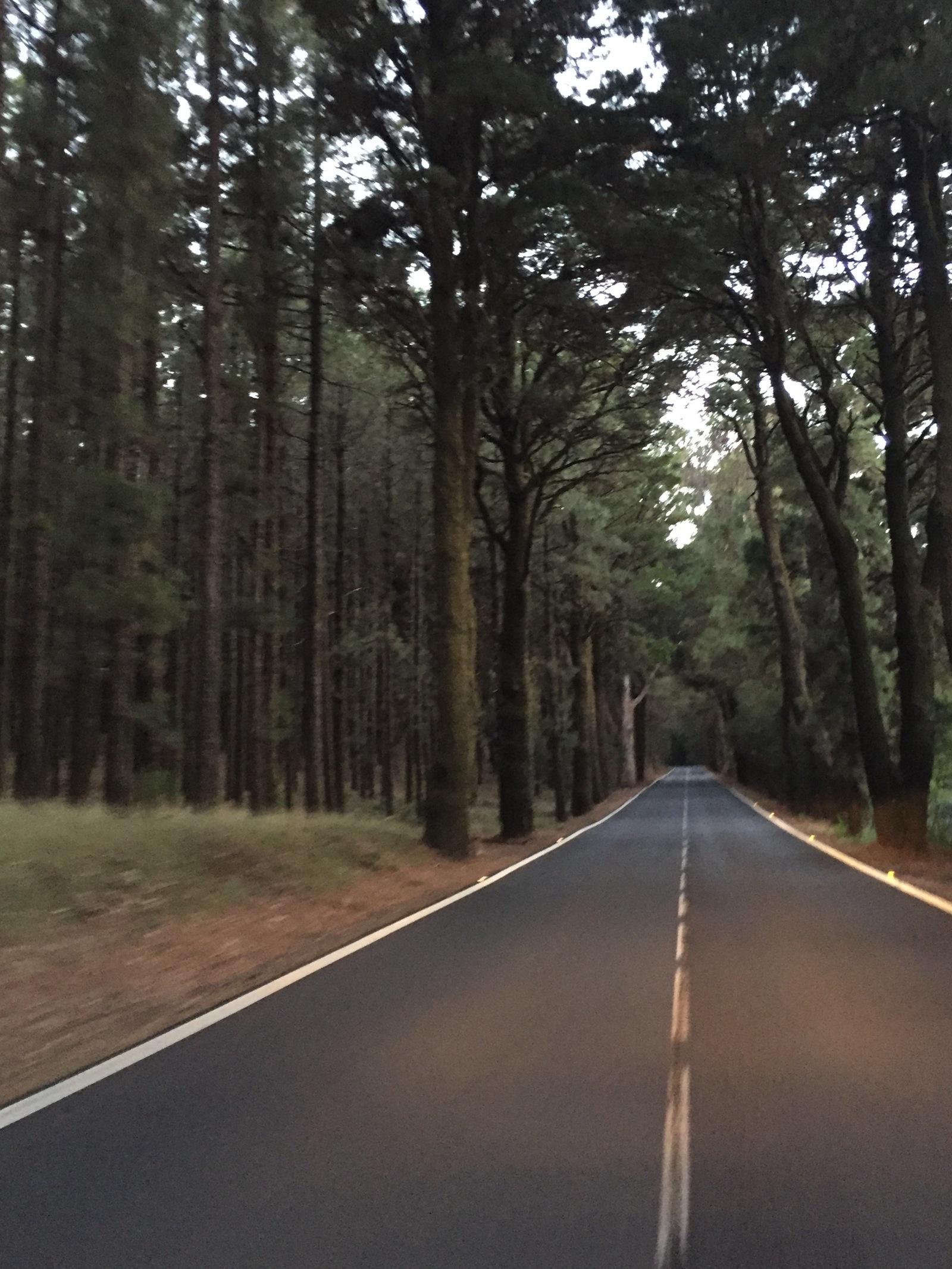 Проехал по трассе TF-24. Канары. - 08.09.16 18:07 | Пикабу