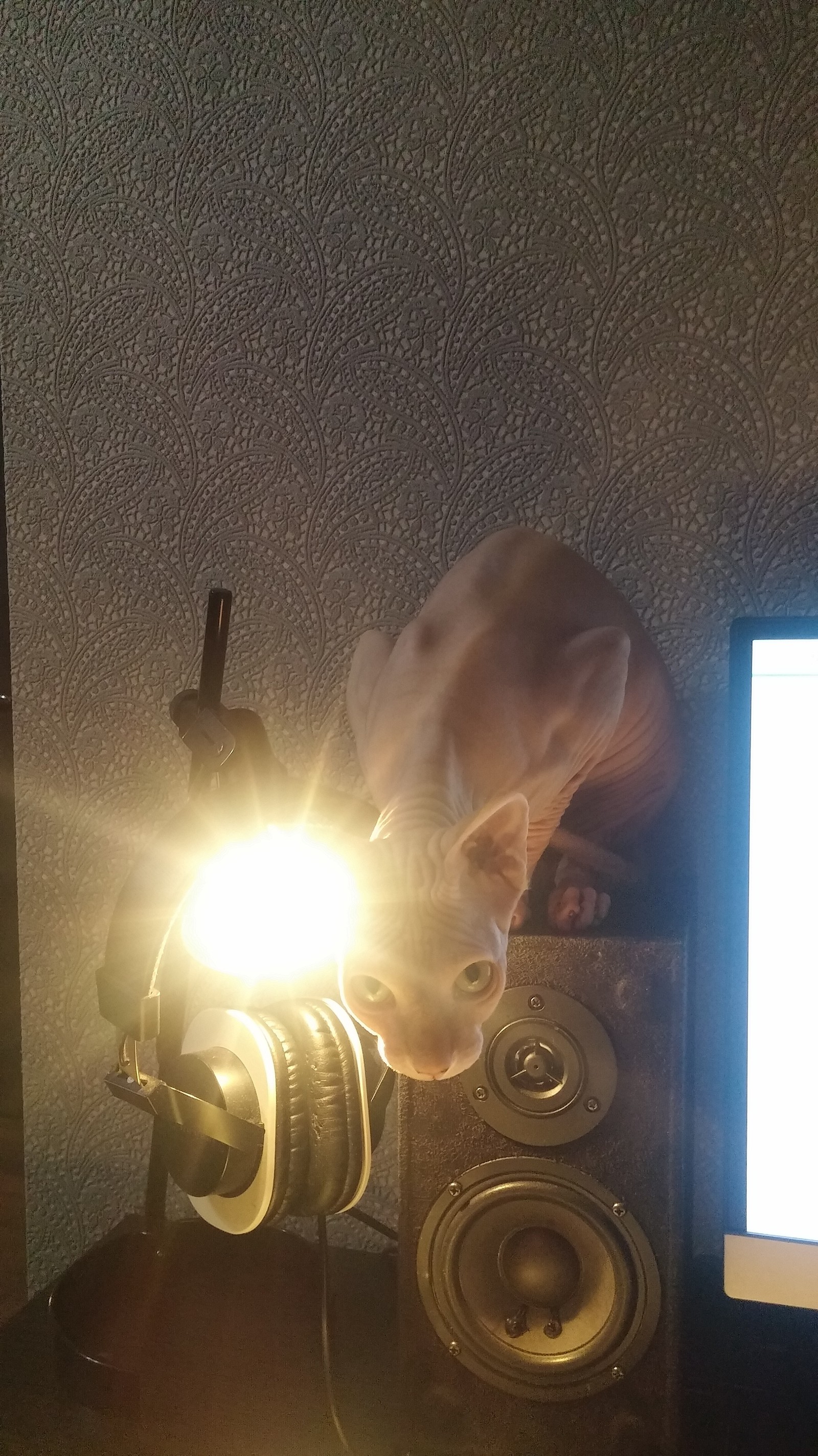 Котейкин с лампой | Пикабу