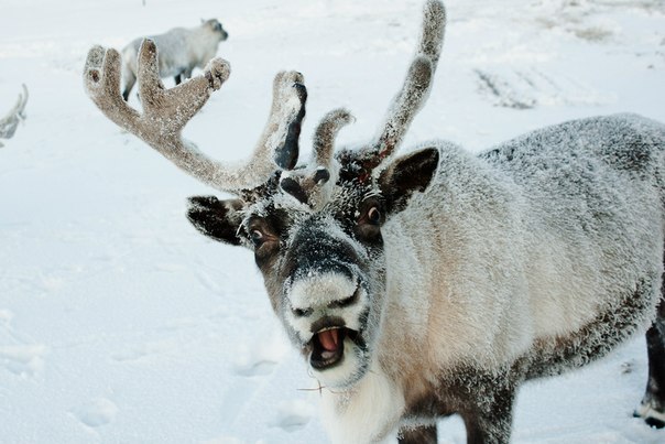 Веселый Северный олень | Пикабу