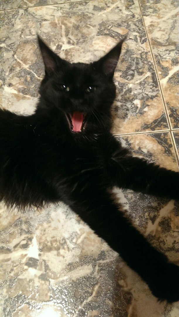 Котодемон | Пикабу