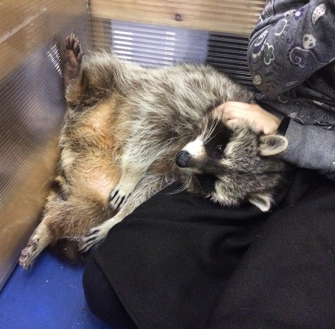 Enot#26 | Пикабу