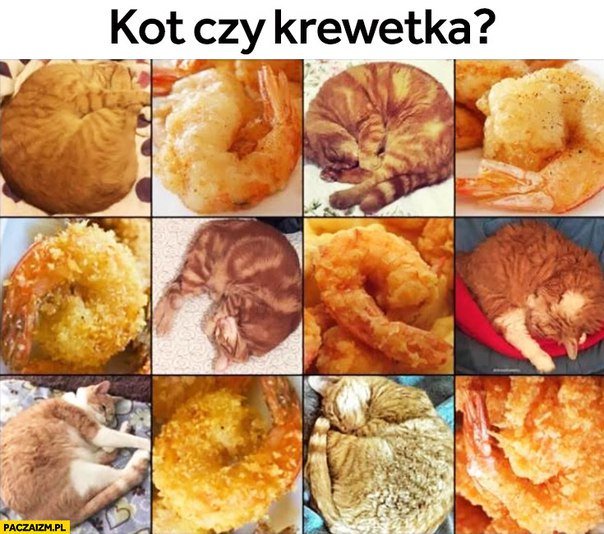 Кошка... или креветка? | Пикабу