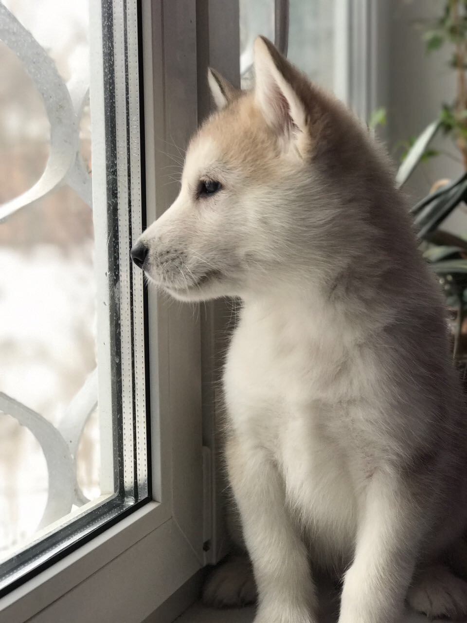 Народились детки | Пикабу