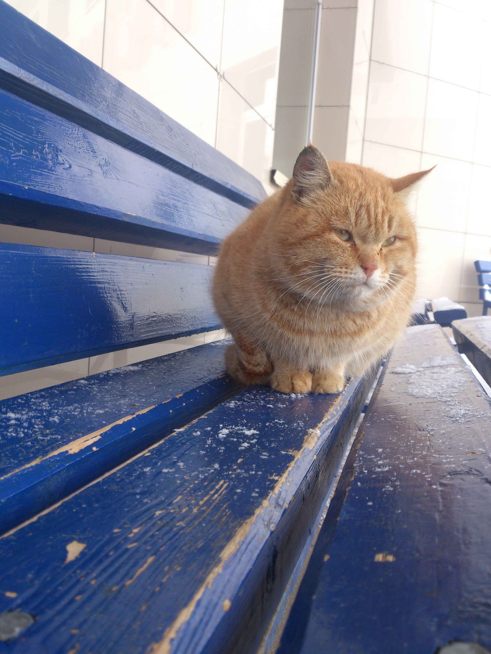 Котики | Пикабу