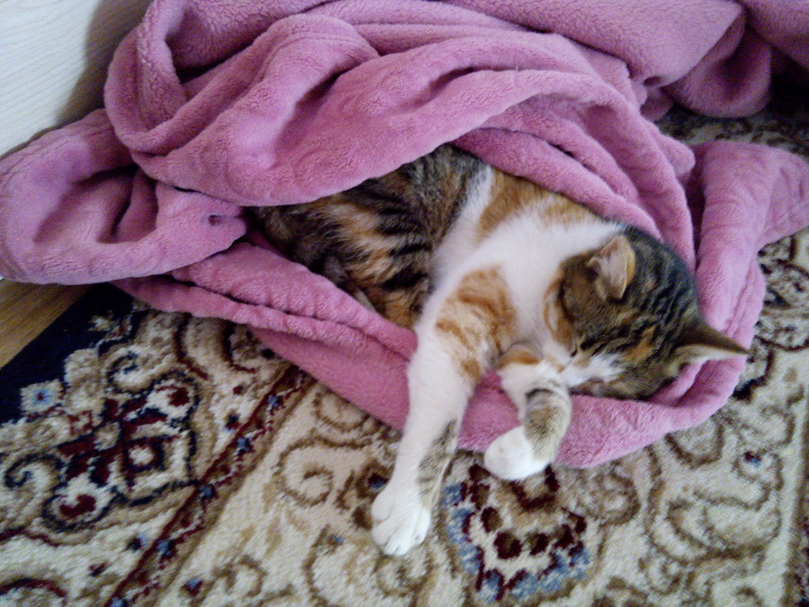 Котик спит :3 | Пикабу