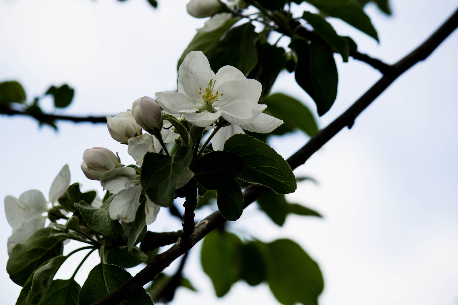 Майский сад. | Пикабу