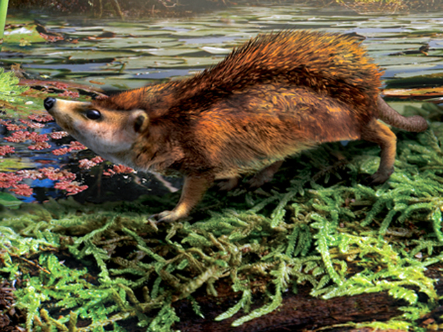 Доисторический мех (ТОП-10 мохнатых доисторических зверей) | Пикабу