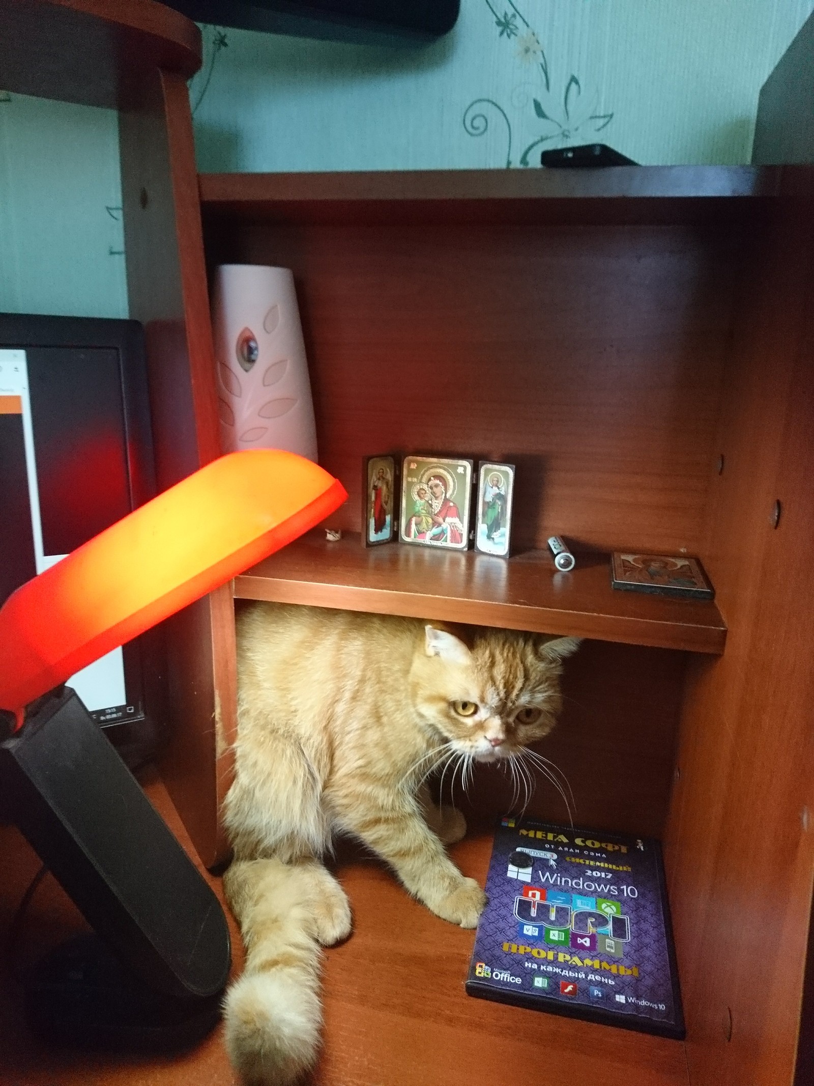 Котолампа | Пикабу