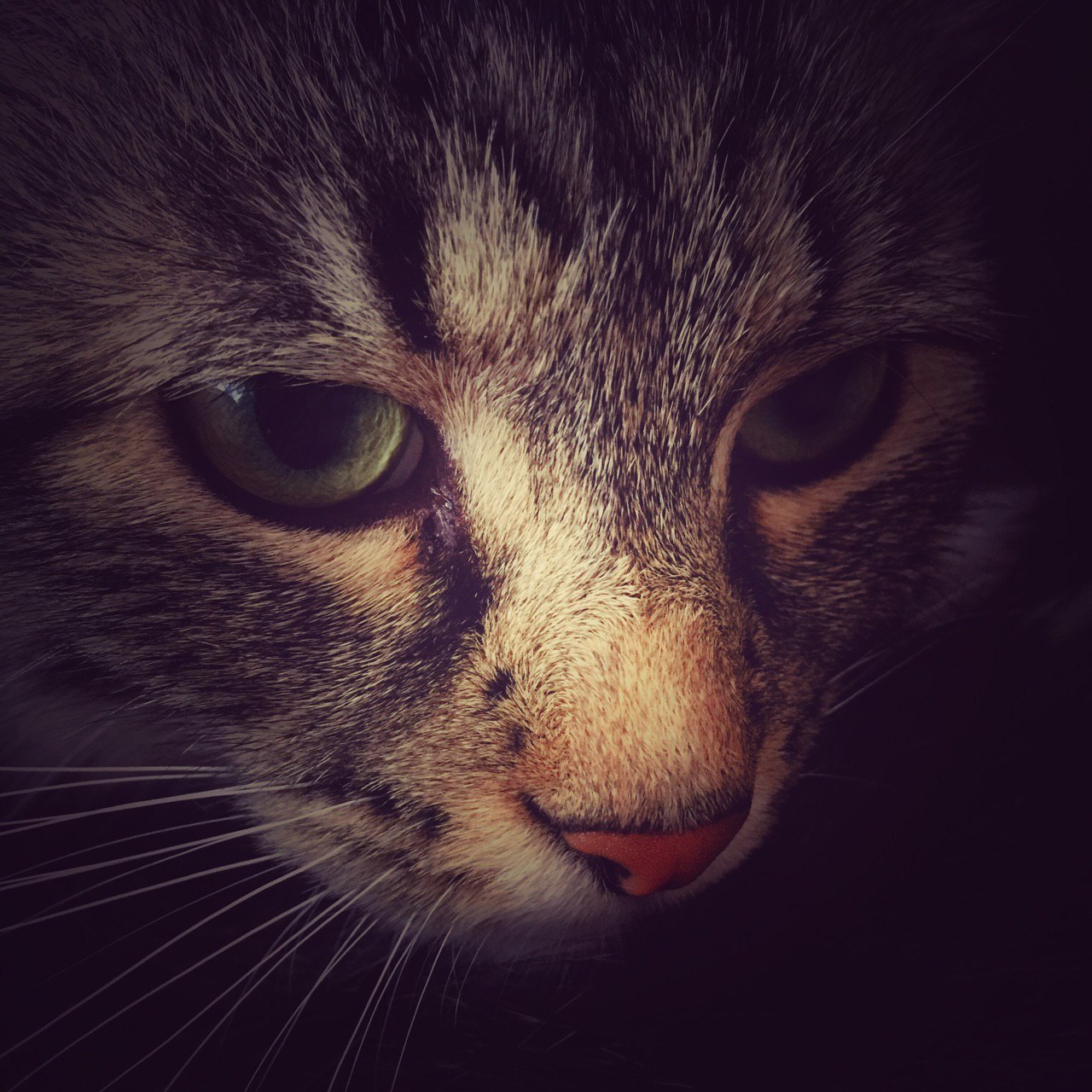 Пушистый киндер | Пикабу