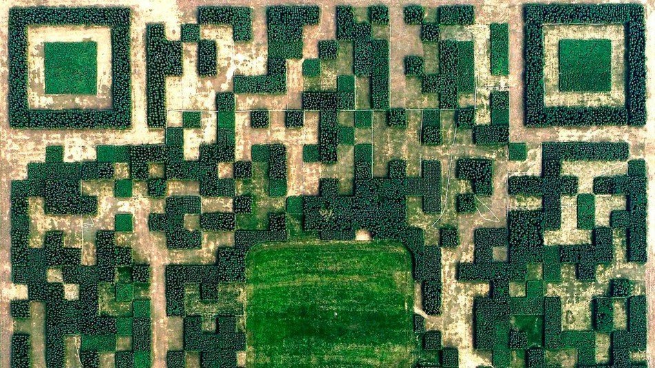 QR-код из 130 тысяч тщательно подстриженных кустарников и деревьев ...
