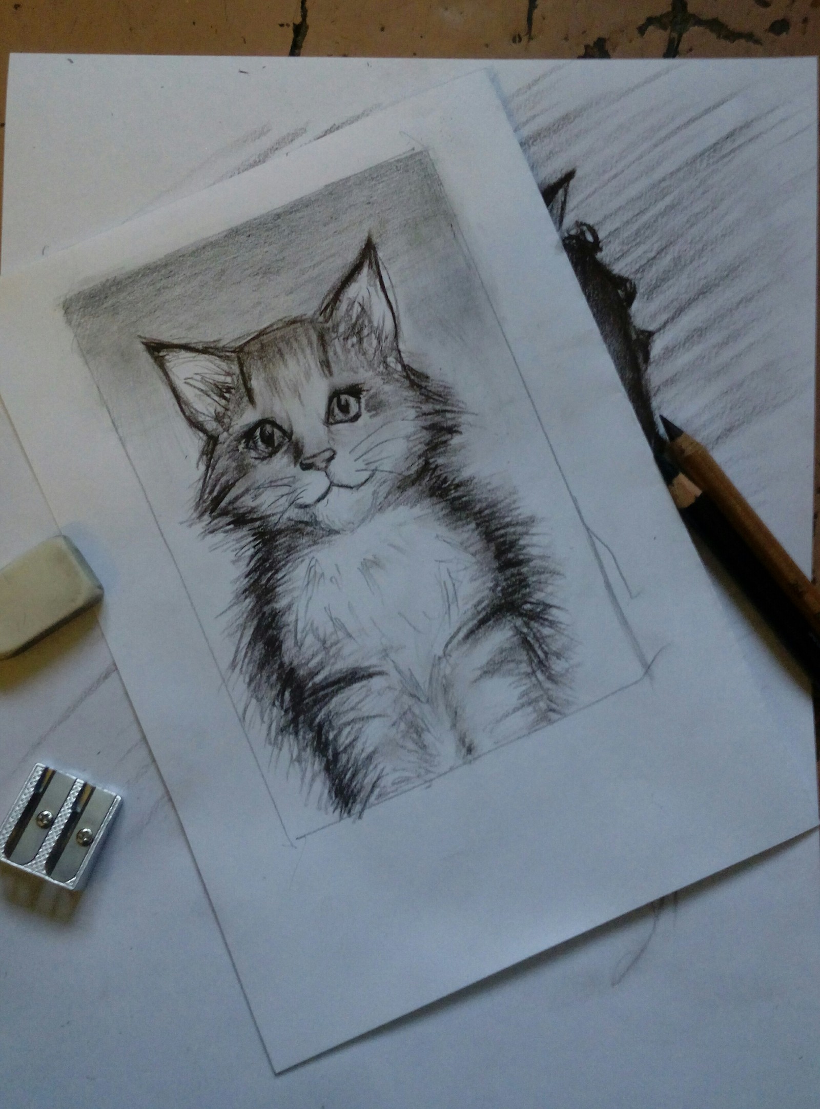 Котенок | Пикабу