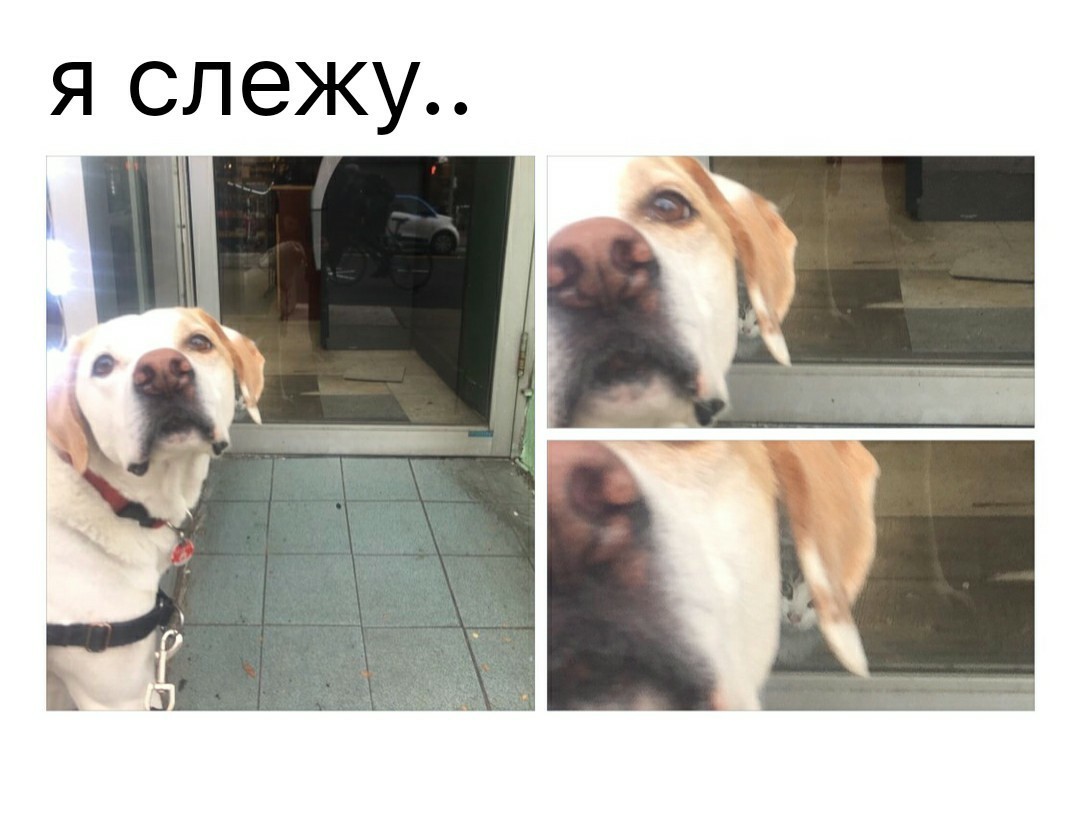 Зум-зум | Пикабу