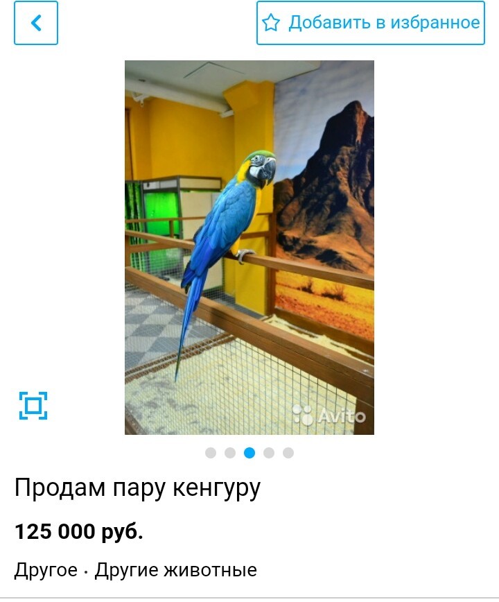 Хочешь кенгуру? | Пикабу
