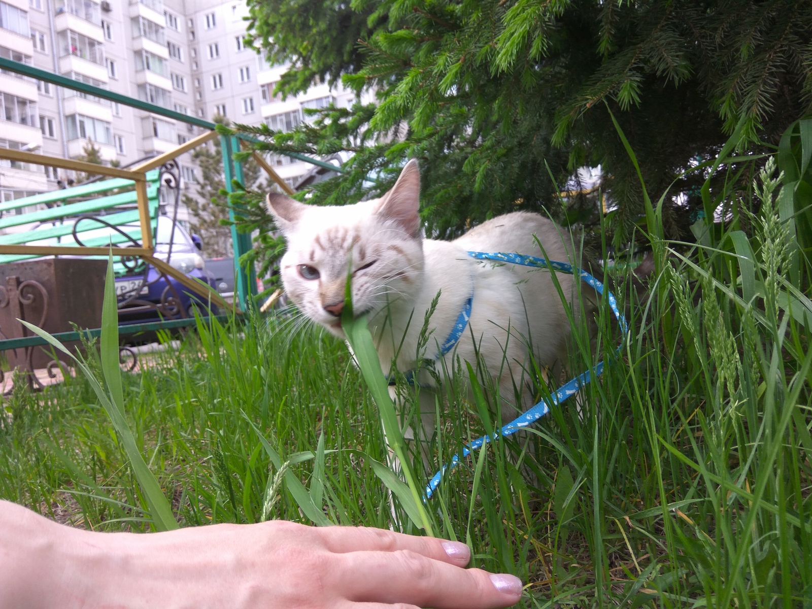 Подъездный котик | Пикабу