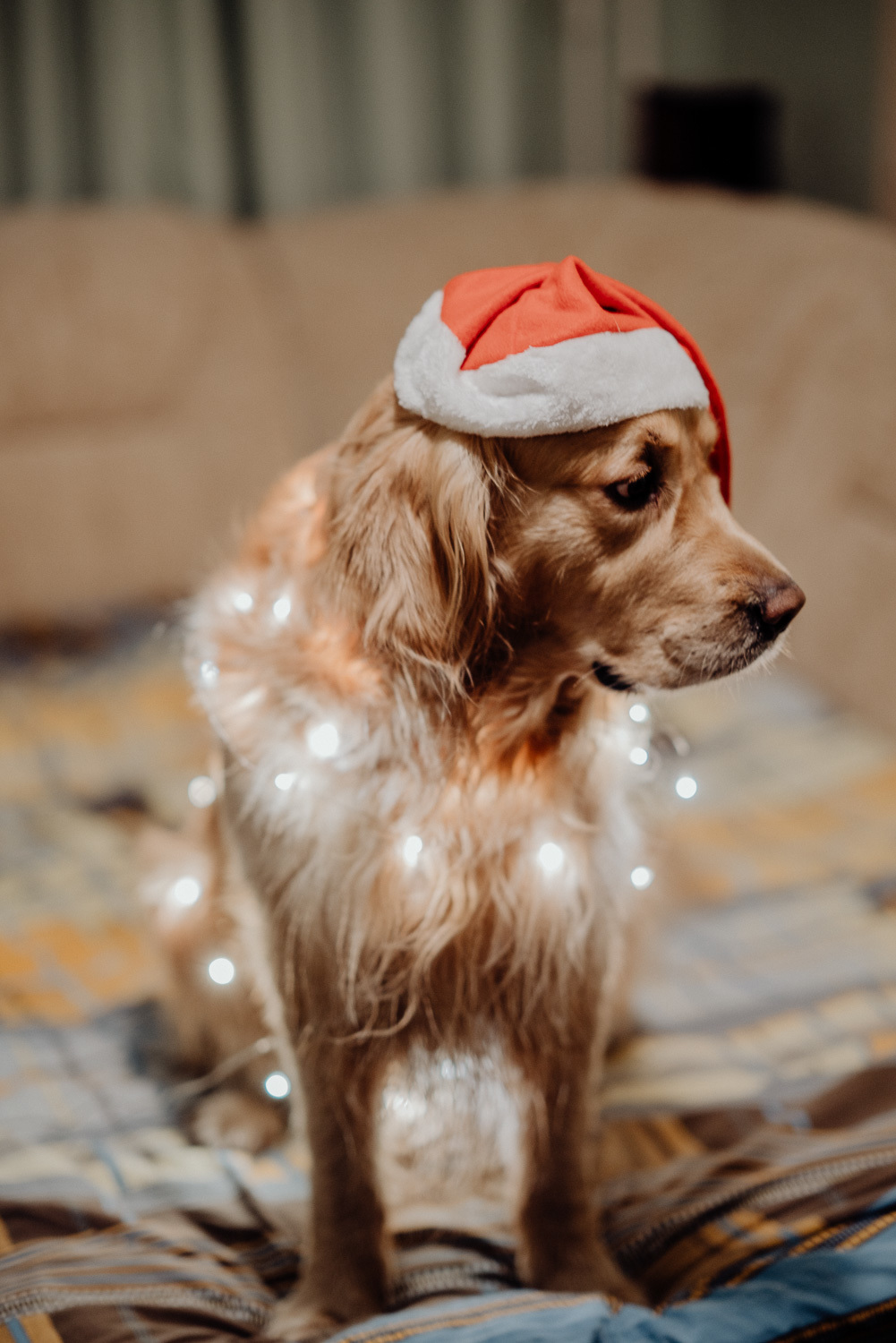 Новогодняя собака | Пикабу