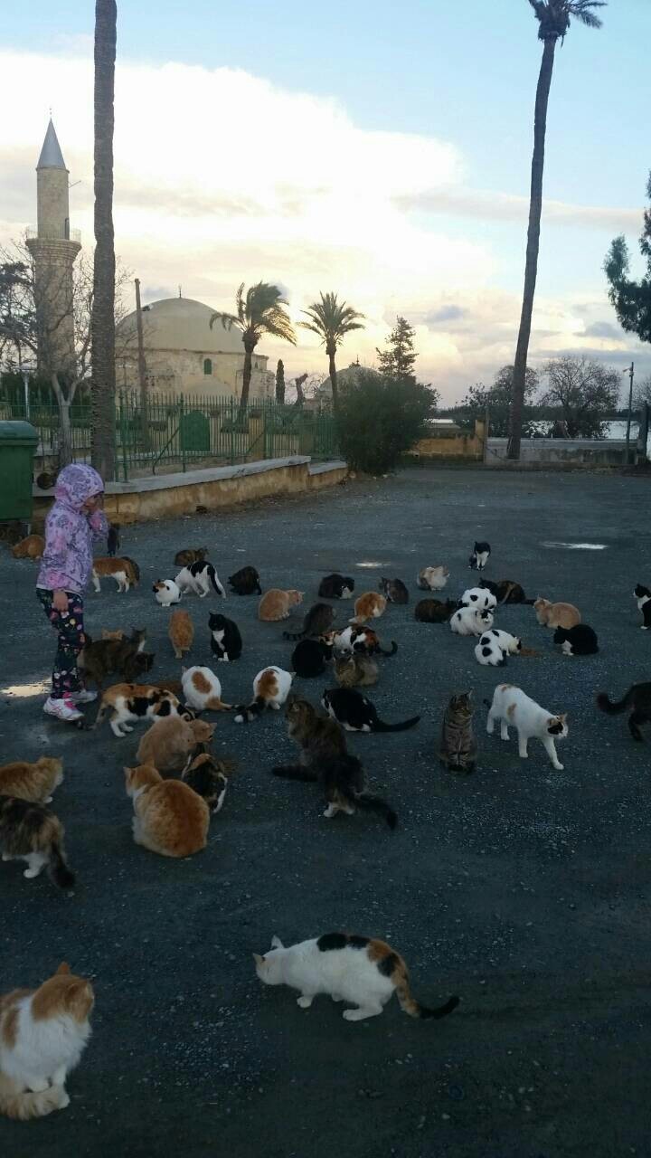 Найди кота | Пикабу