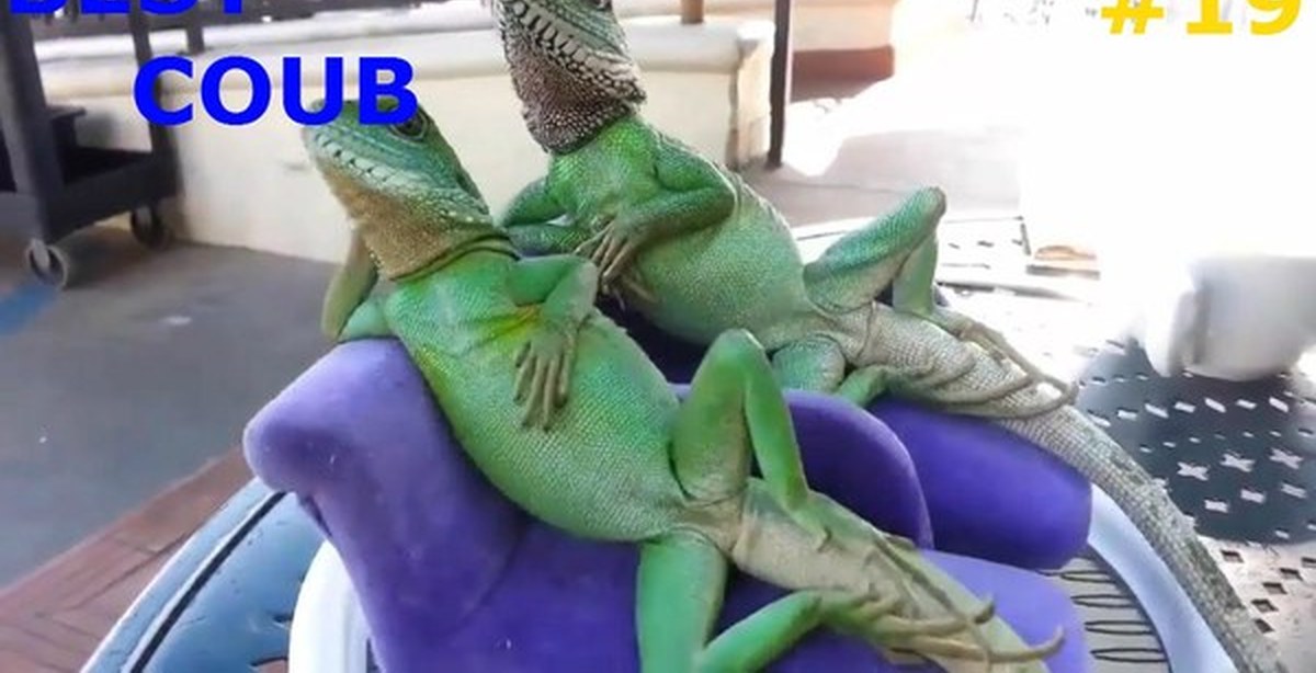 Подборка COUB #19 | Пикабу