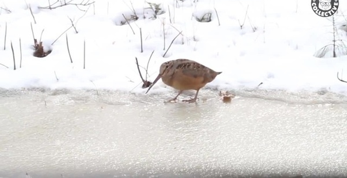 Crawling bird | Пикабу