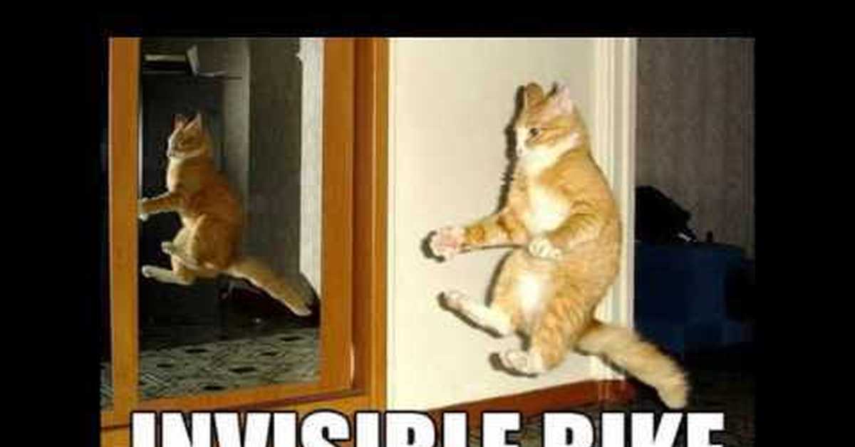 Invisible Bike Cat | Пикабу