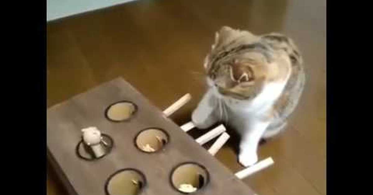Игрушка для кота | Пикабу