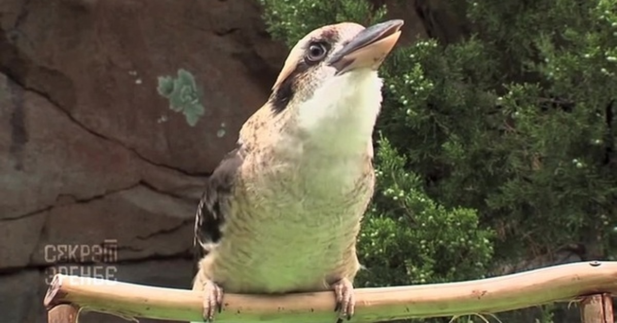 Music bird | Пикабу