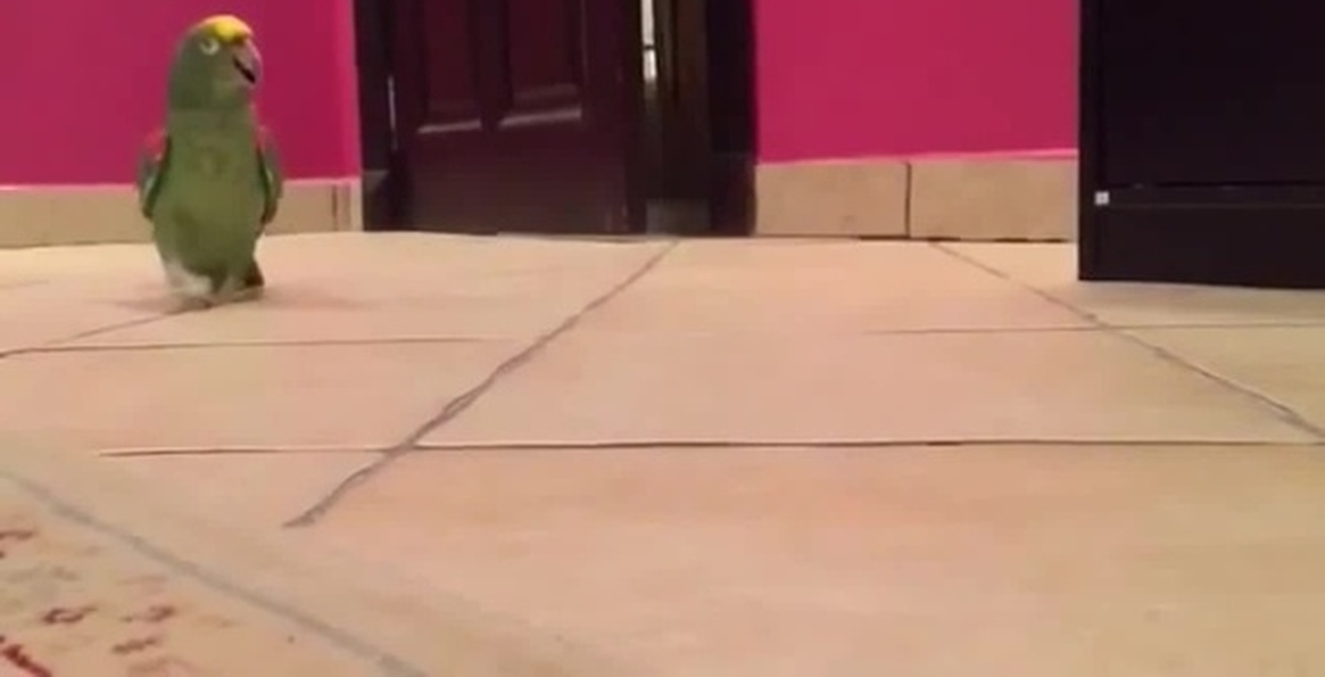 Evil bird) | Пикабу