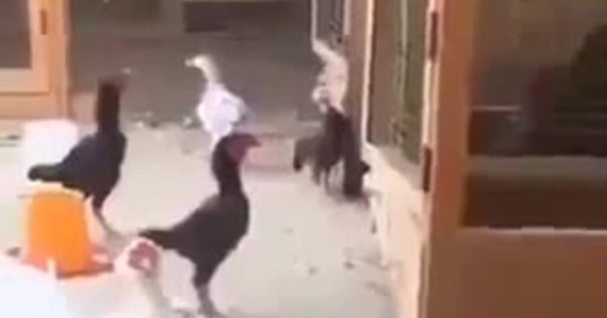 Chicken Bruce Lee | Пикабу